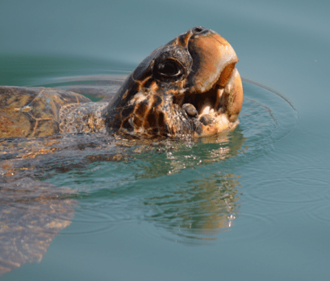 Climate Matters: Turtles and Plastic - Ramsgate Society